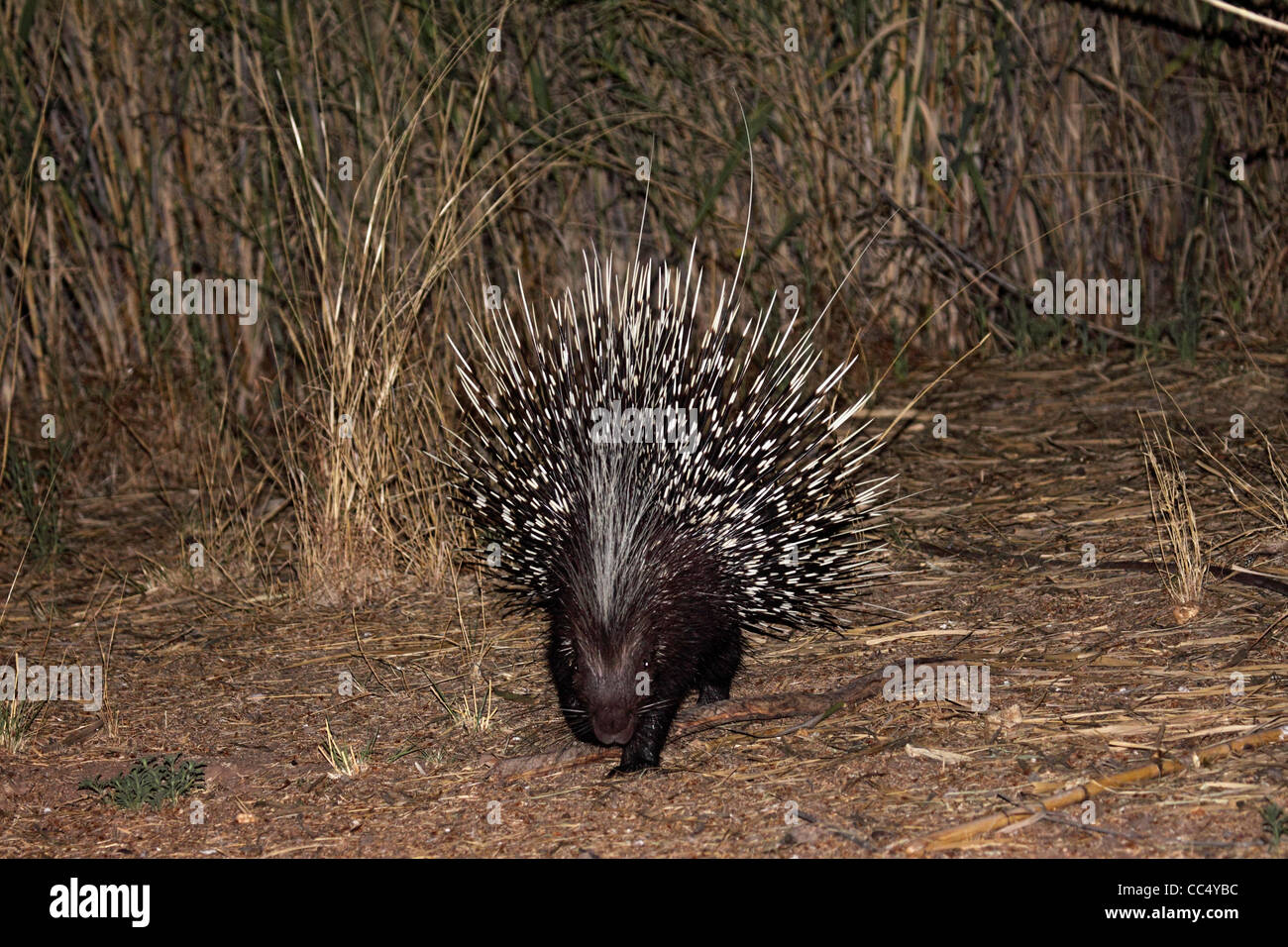 Porcupine prowling at night Stock Photo - Alamy