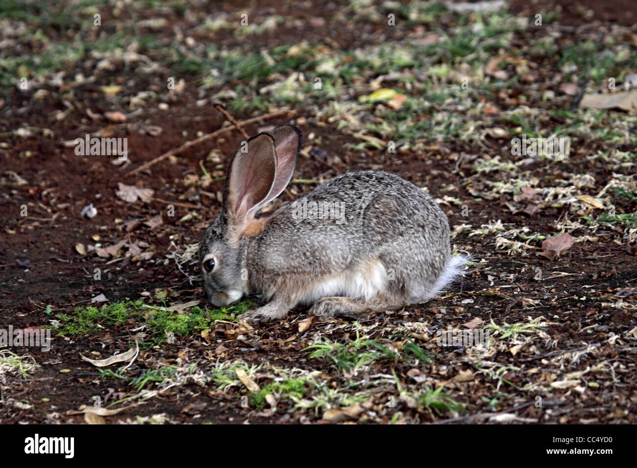 Scrub hare grazing Stock Photo - Alamy