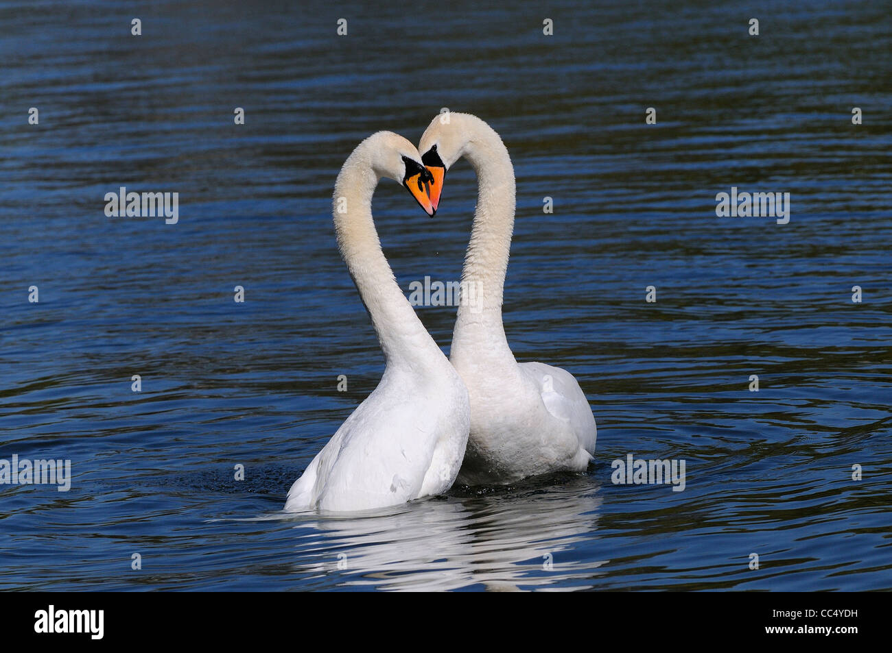 Mute swan courtship display hi-res stock photography and images - Alamy