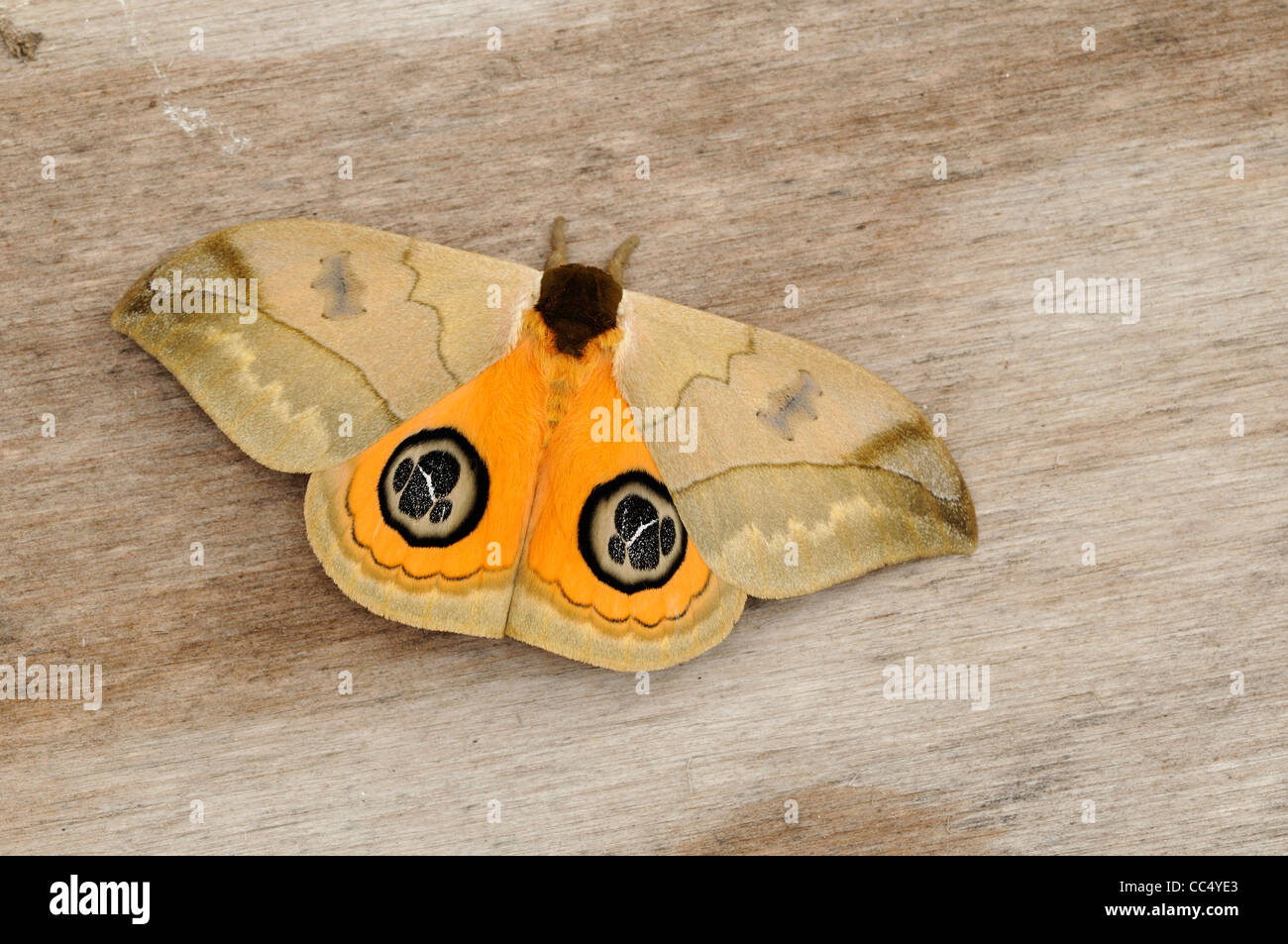 Bullseye Moth (Automeris liberia) at rest on wood, Trinidad Stock Photo ...