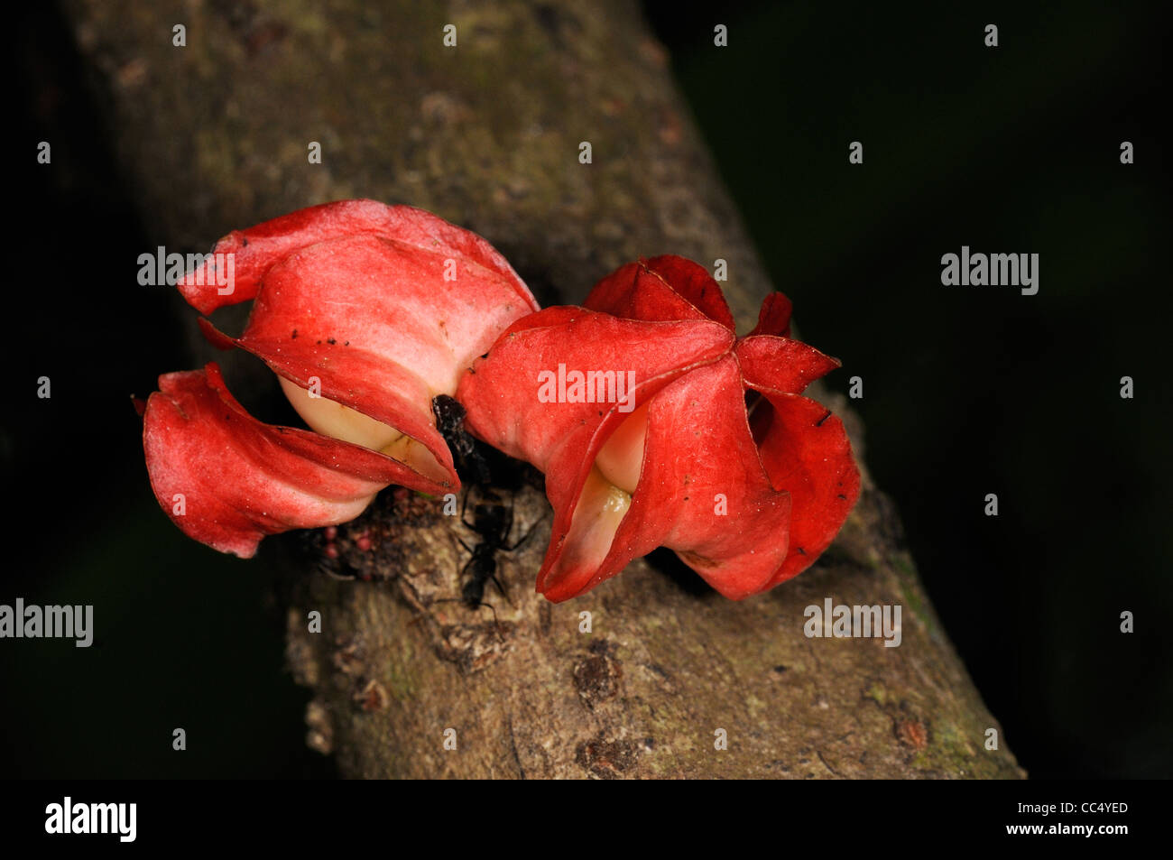 Rose of the Mountain (Brownea species) flower growing out of trunk ...