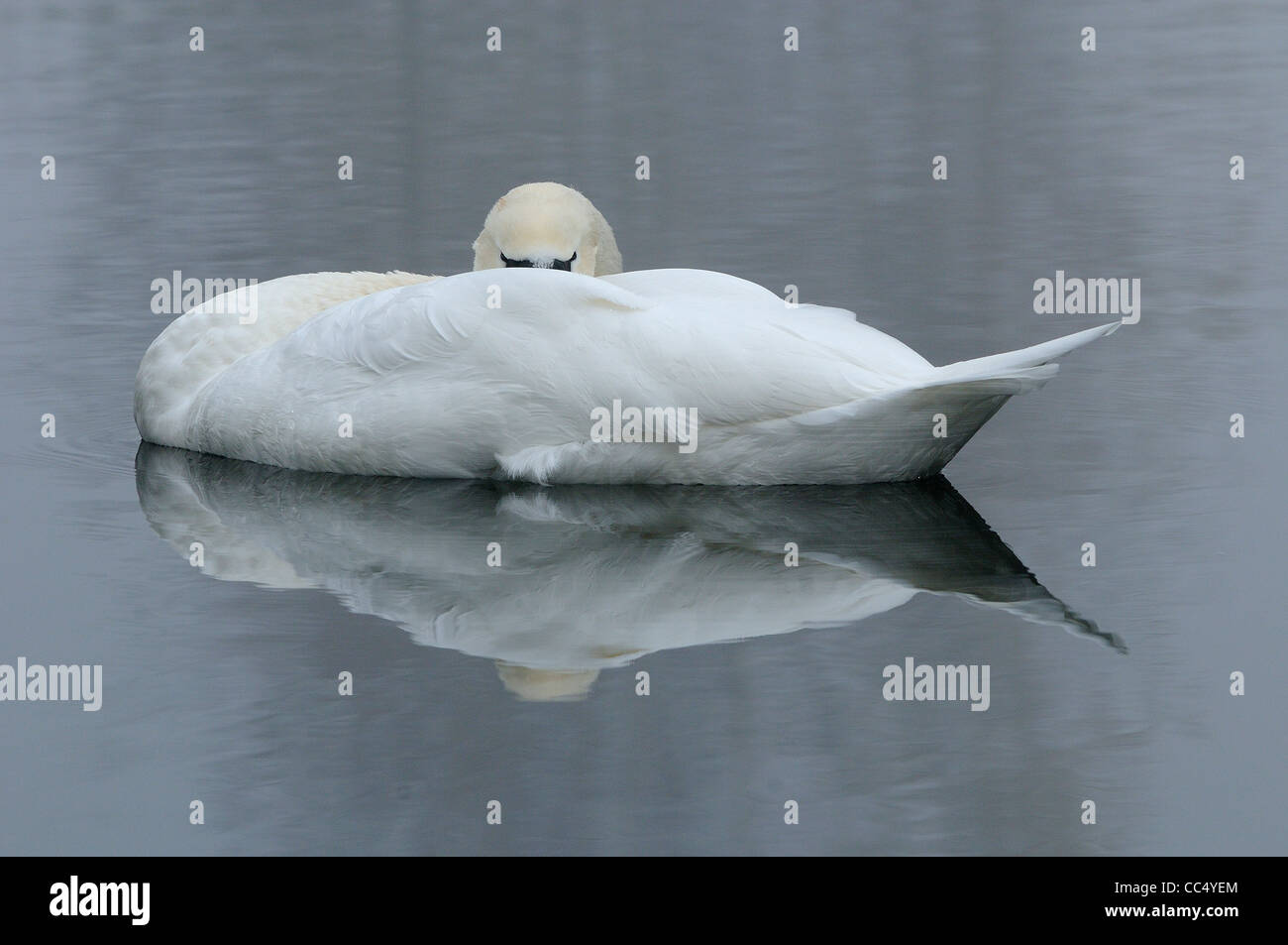 Sleeping swan hi-res stock photography and images - Alamy