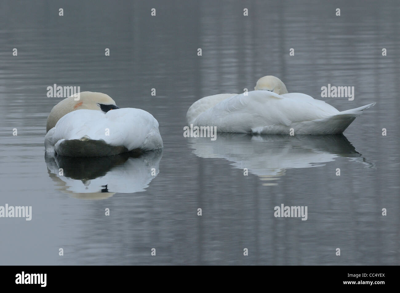 Sleeping swan hi-res stock photography and images - Alamy