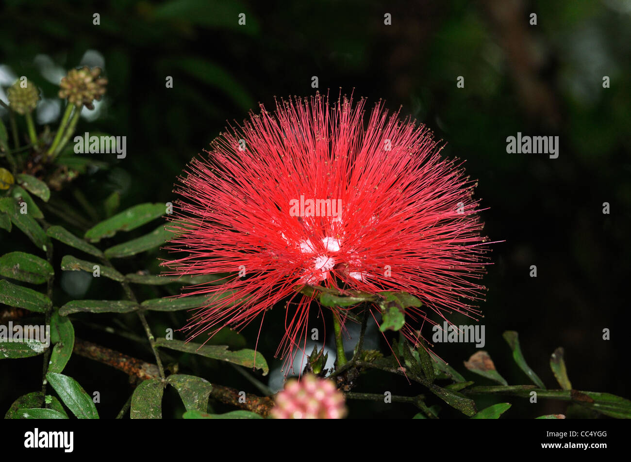 Powder puff flower hi-res stock photography and images - Alamy