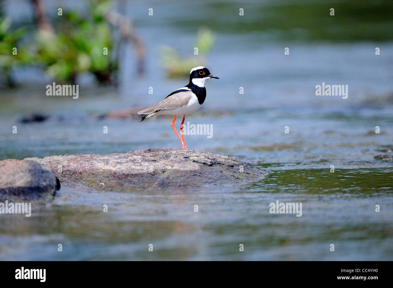Pied Lapwing (Vanellus caryanus) standing on rock in Rupununi river ...