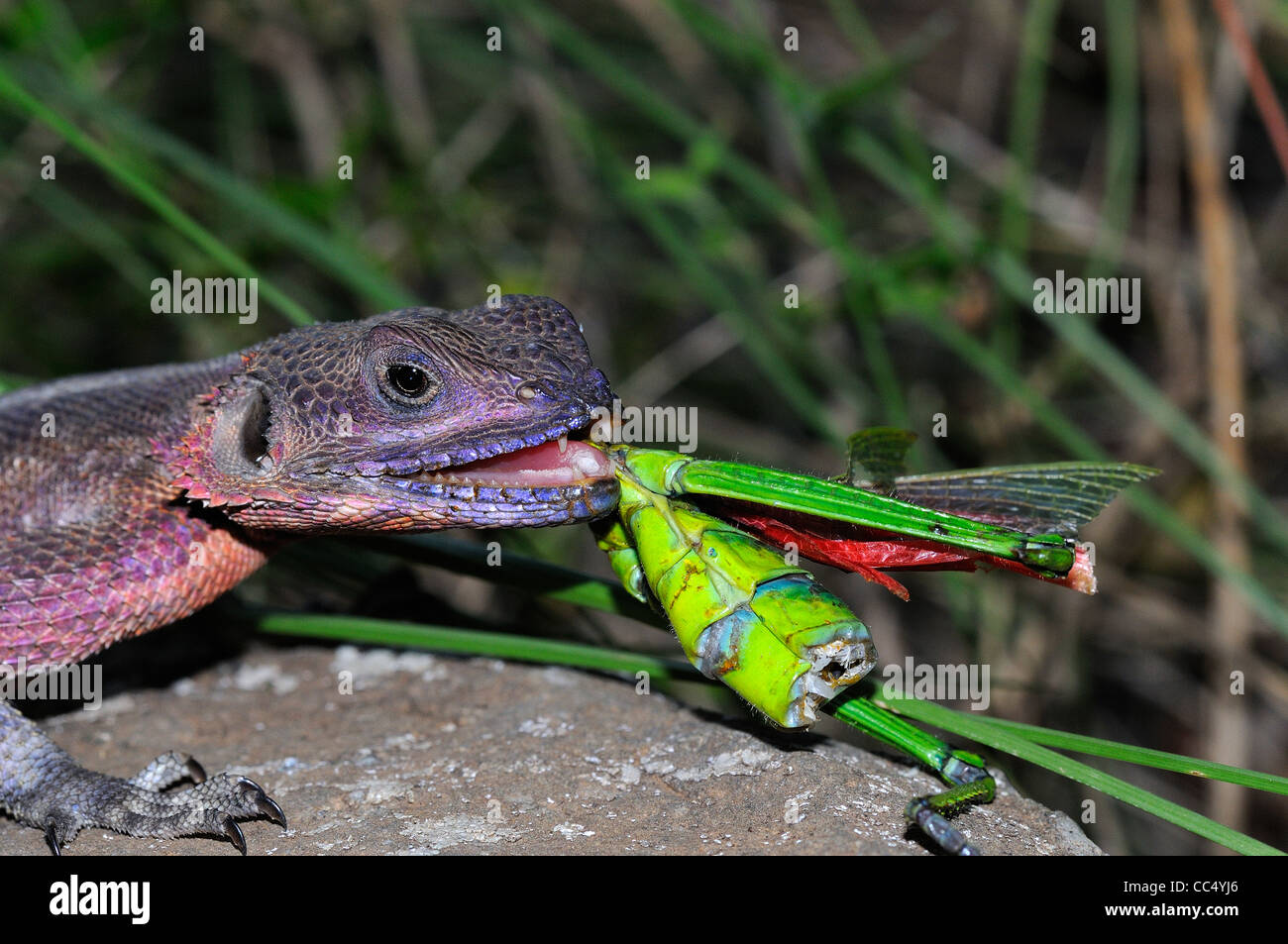 Rock Agama (Agama agama) male eating grasshopper, Masai Mara, Kenya ...