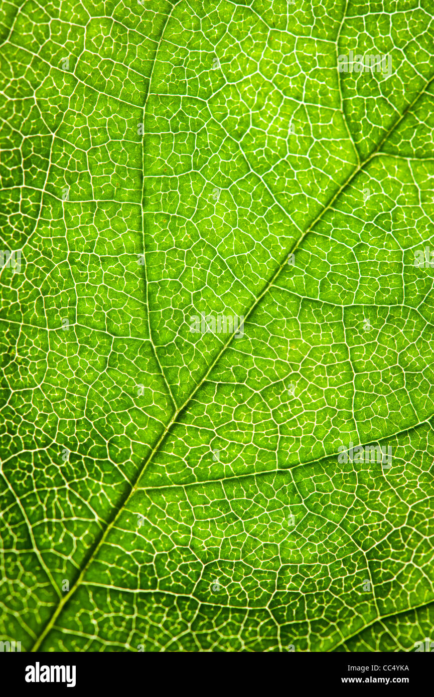 green leaf texture Stock Photo - Alamy