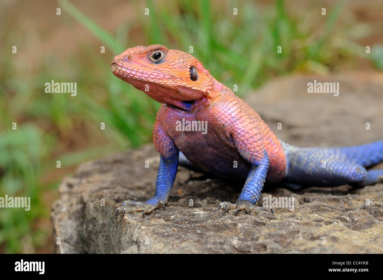 Tree agama lizard agama hi-res stock photography and images - Alamy