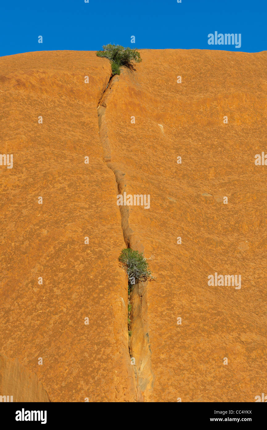 Ayers Rock, Close-up of plants growing a in crack in Uluru's rock ...