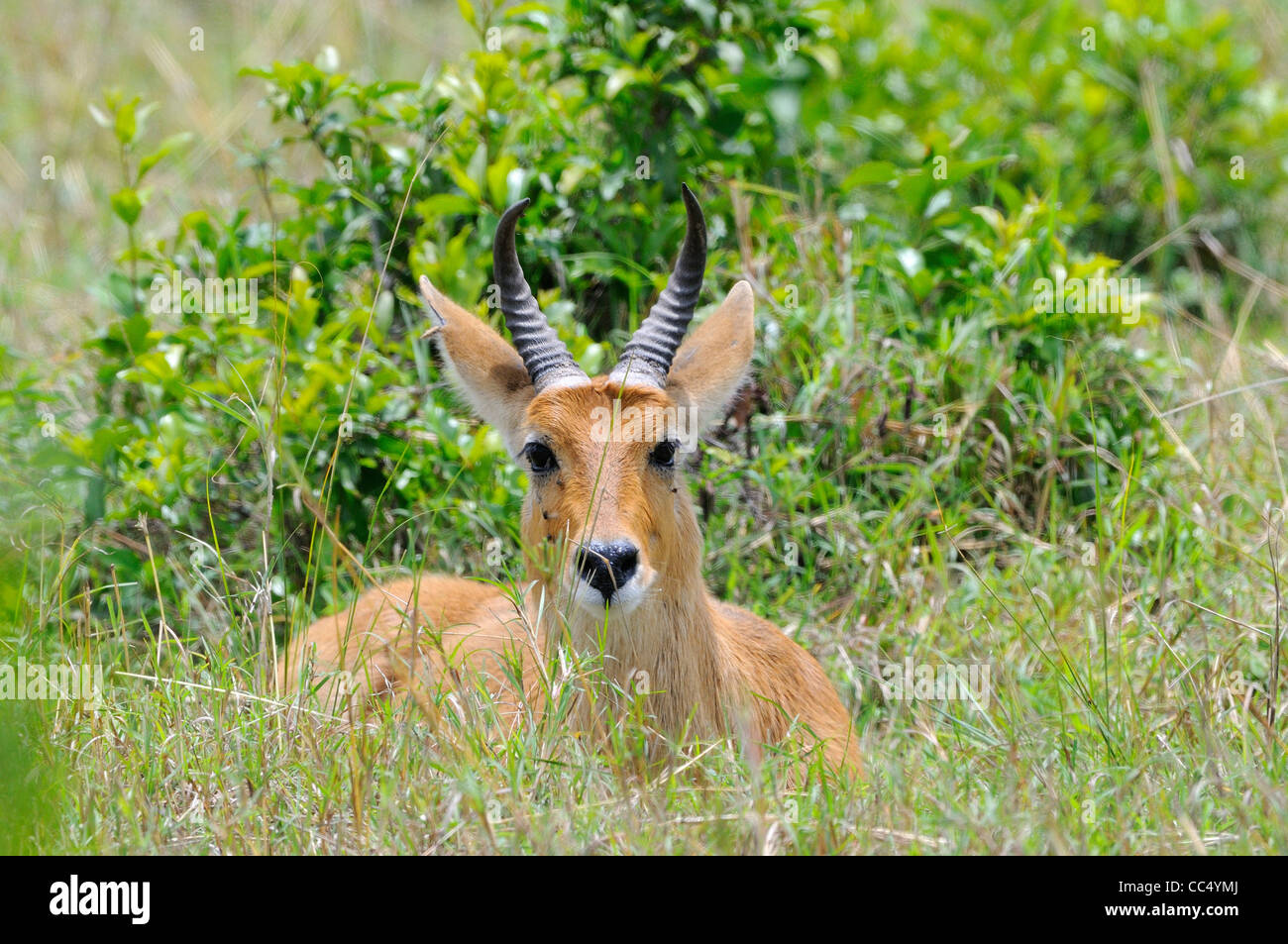 Reedbuck animal africa male buck alert portrait masai mara kenya hi-res ...
