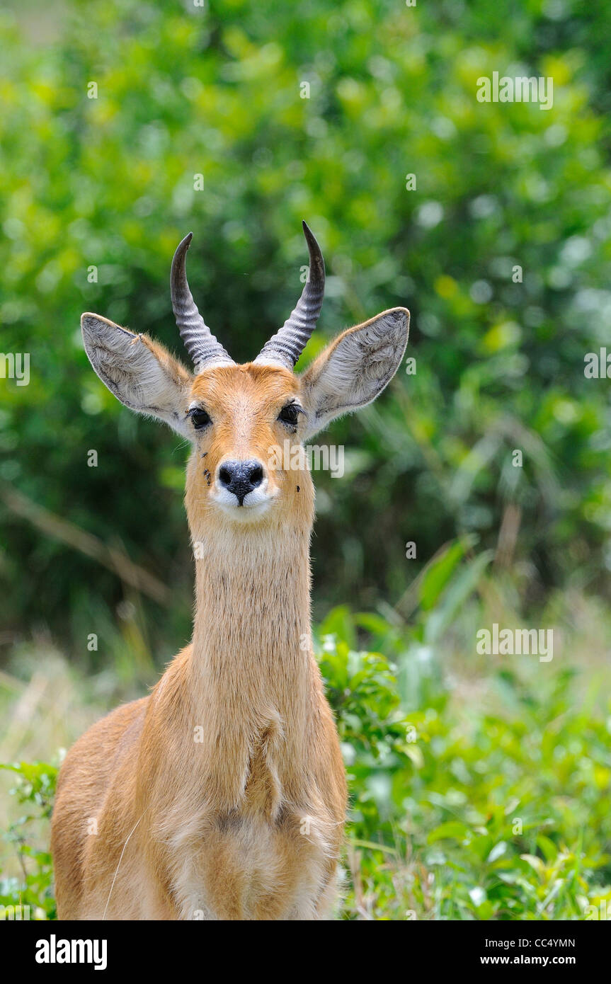 Reedbuck animal africa male buck alert portrait masai mara kenya hi-res ...
