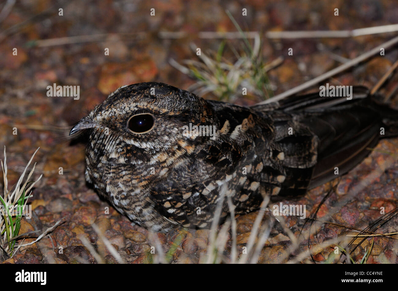 Caprimulgus rufus hi-res stock photography and images - Alamy
