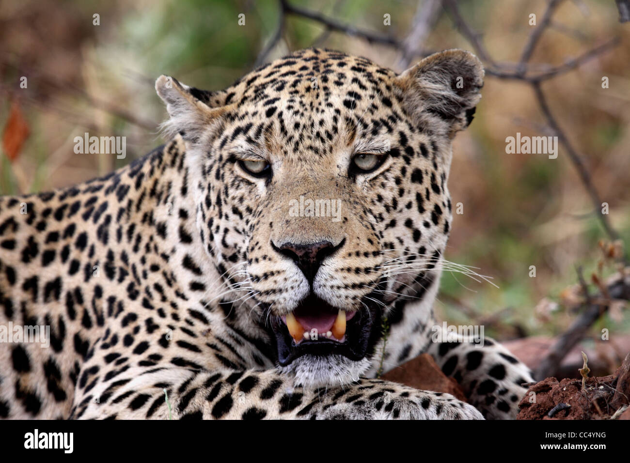 Leopard staring ahead as it rests on the ground Stock Photo - Alamy