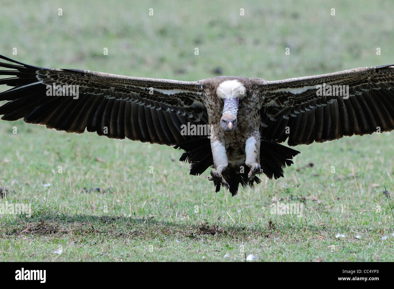 Ruppell's Vulture (Gyps rueppellii) adult coming in to land, wings ...