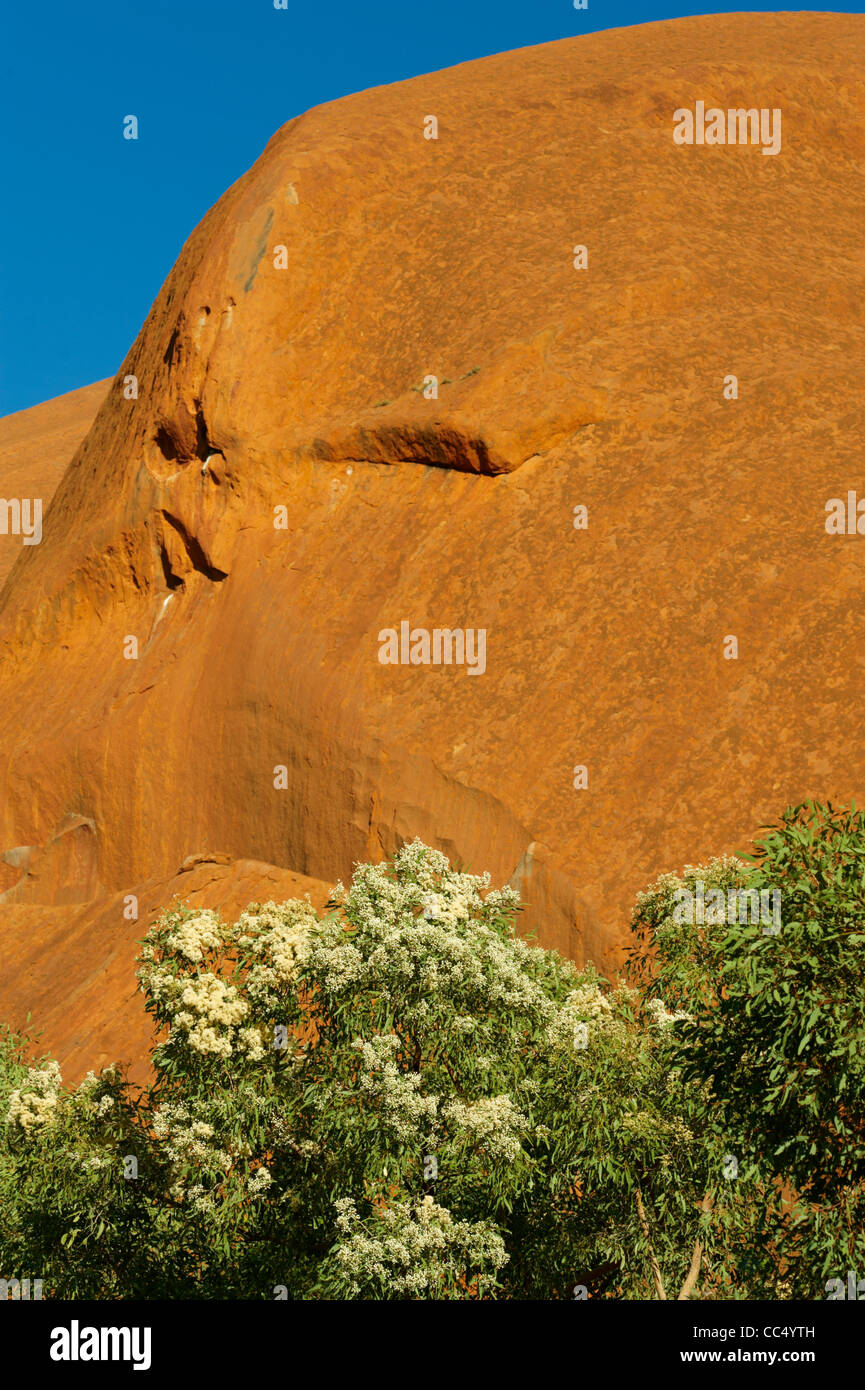 Ayers Rock, Close-up of the rock formation of Uluru, Uluru-Kata Tjuta ...