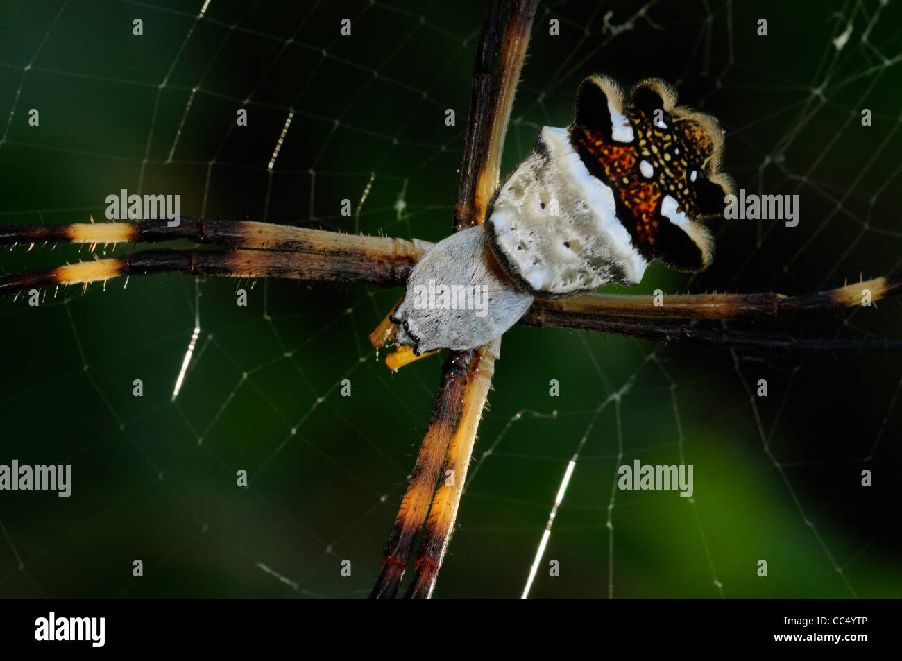 Silver Aergiope Spider (Argiope argentata) close-up of body, Rupununi ...