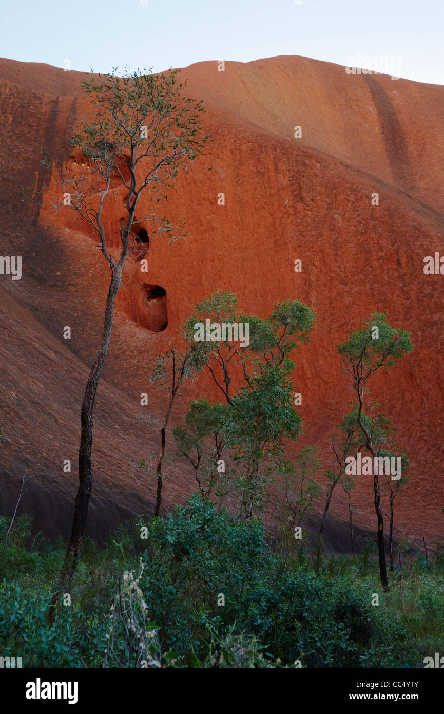 Trees growing by Ayers Rock, Uluru-Kata Tjuta National Park, Northern ...