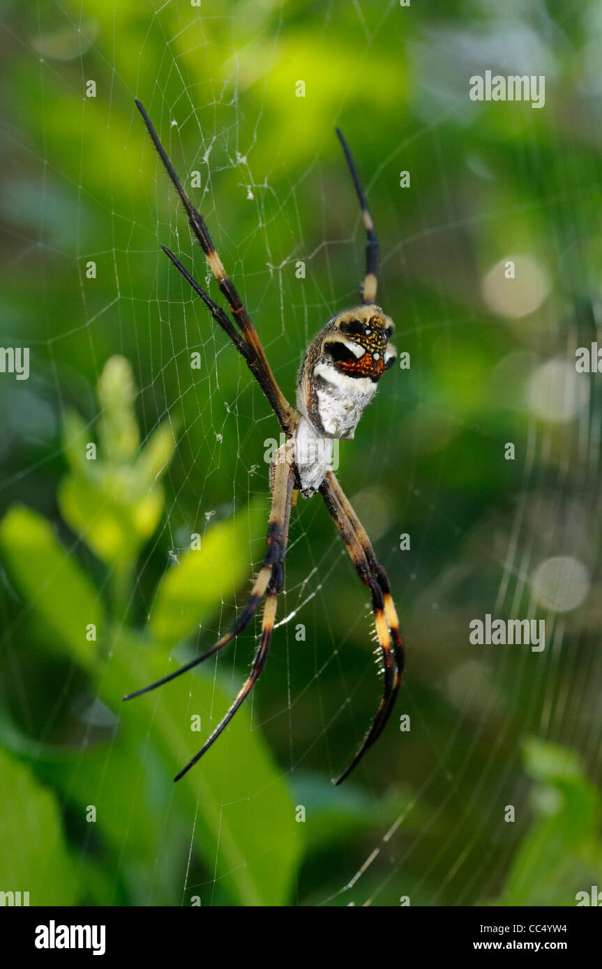 Arachina spider silver argiope argentata web guyana hi-res stock ...