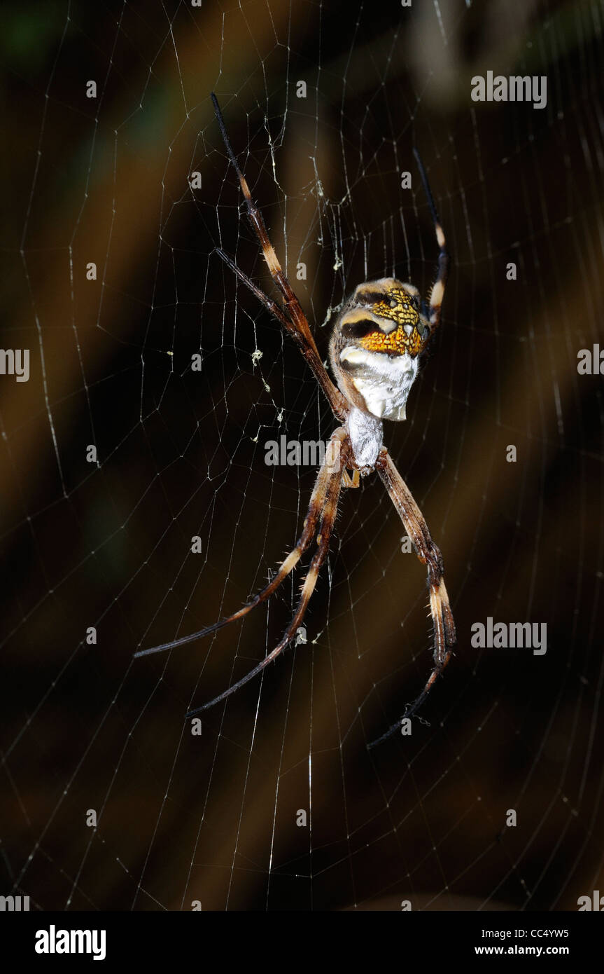 Argiope spider hi-res stock photography and images - Alamy