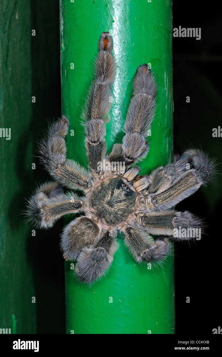 Common Pinktoe Tarantula Spider (Avicularia avicularia) at rest on ...