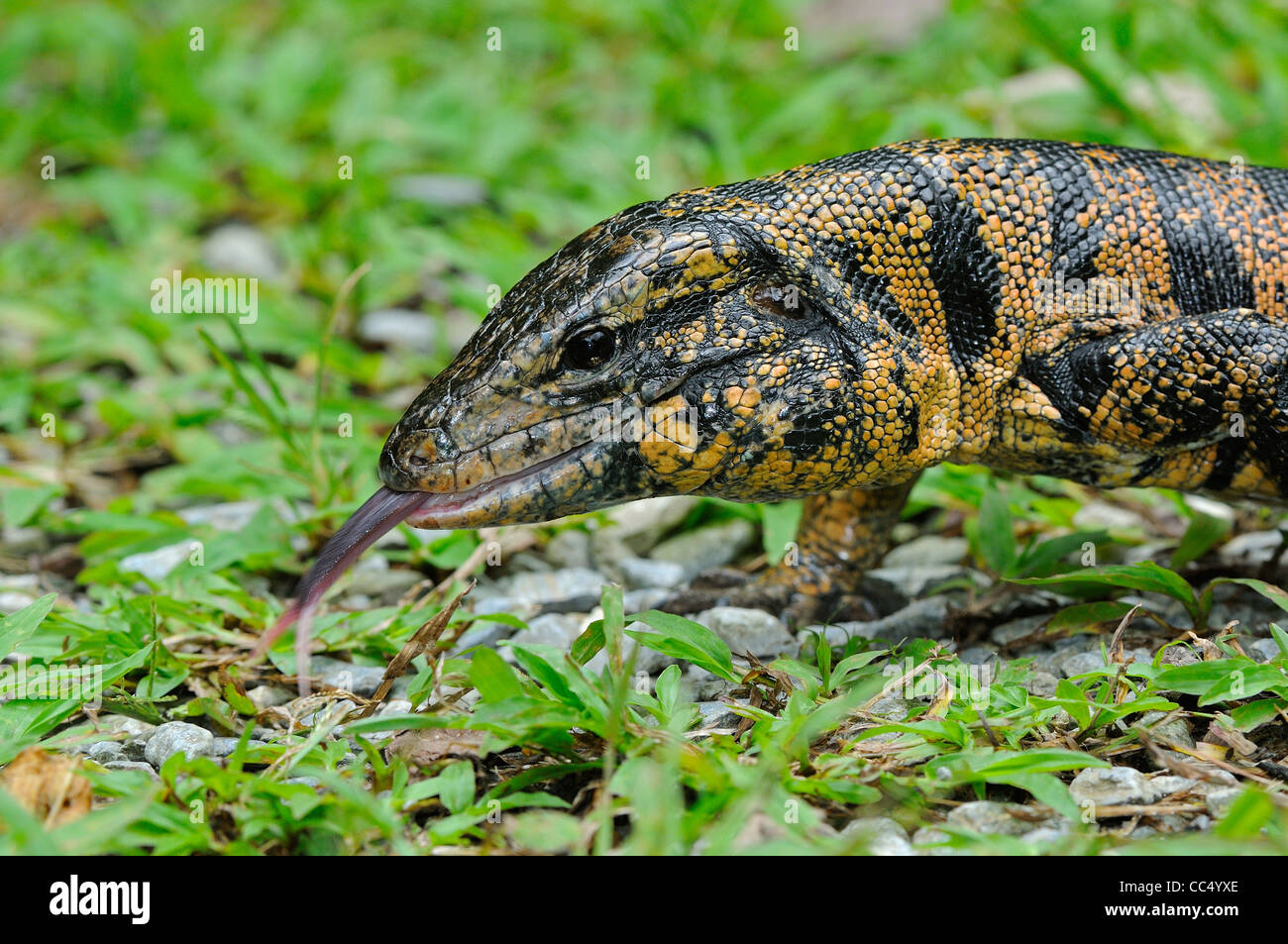 Tegu lizard hi-res stock photography and images - Alamy