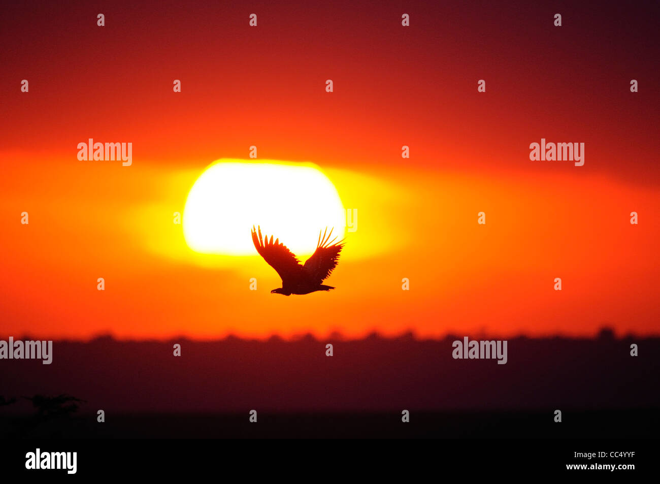 Flying bird in sunset hi-res stock photography and images - Alamy