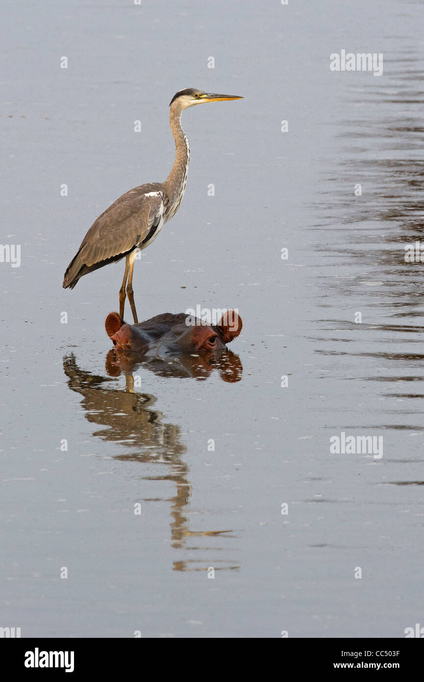 Back of a heron hi-res stock photography and images - Alamy