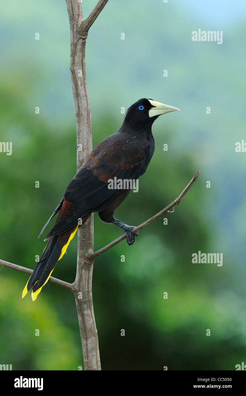 Crested Oropendola (Psarocolius decumanus) perched on branch, Trinidad ...