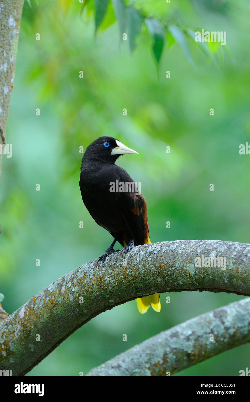 Oropendola bird hi-res stock photography and images - Alamy