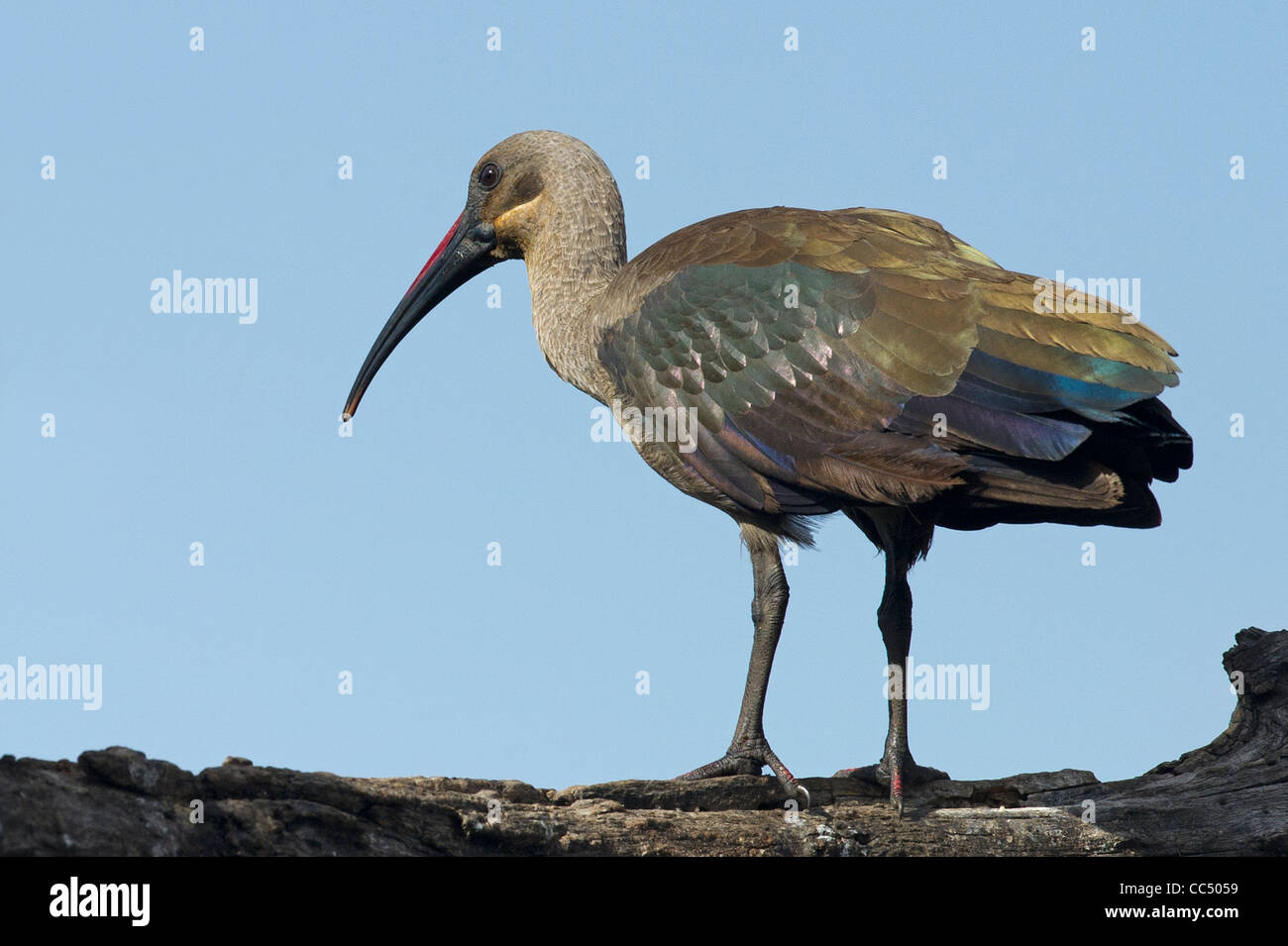 A South African Hadeda Ibis Stock Photo - Alamy