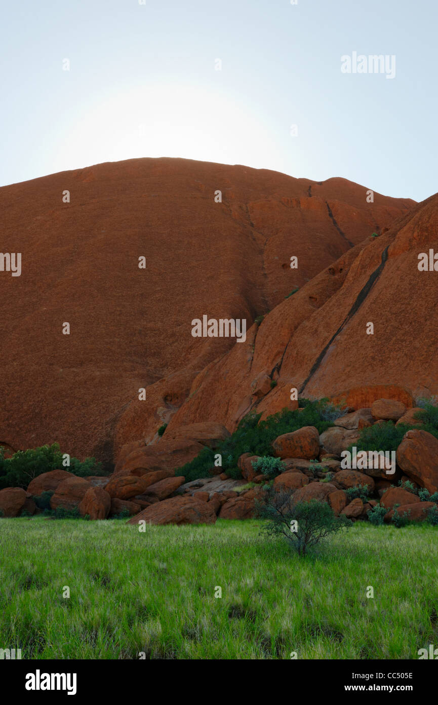Single tree by Ayers Rock, Uluru-Kata Tjuta National Park, Northern ...
