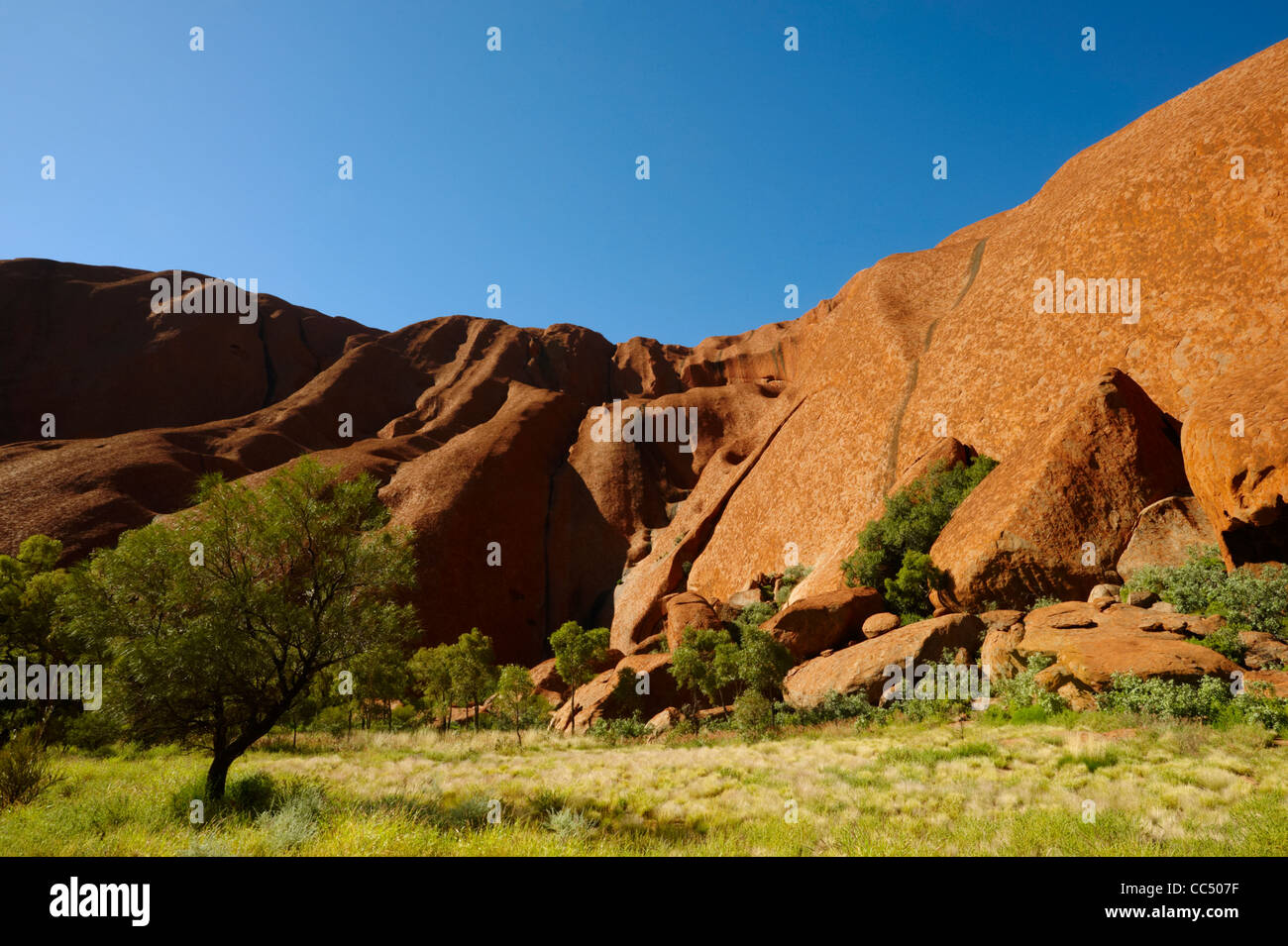 Single tree by Ayers Rock, Uluru-Kata Tjuta National Park, Northern ...