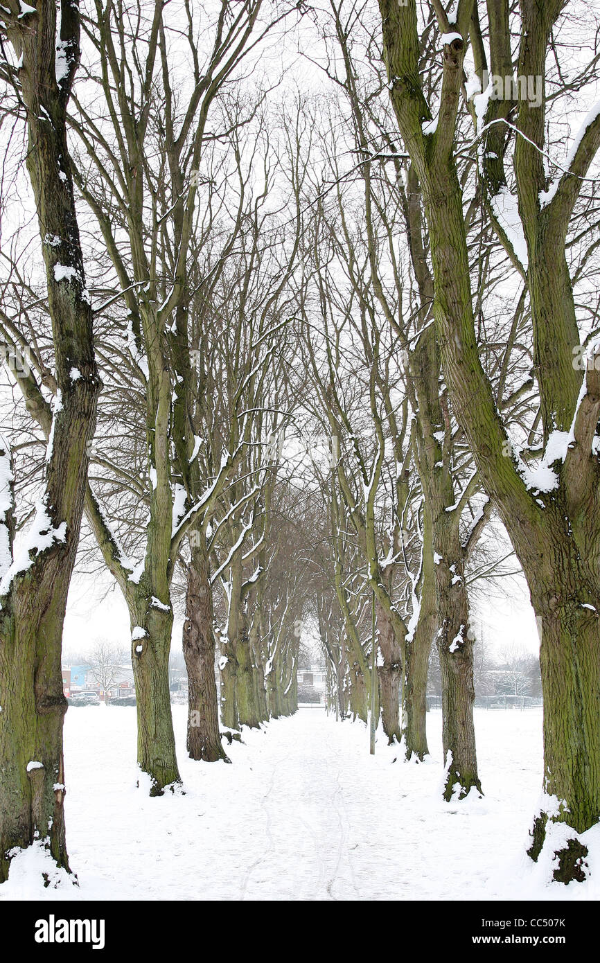 Walkway Of Trees Witney Oxfordshire Stock Photo - Alamy