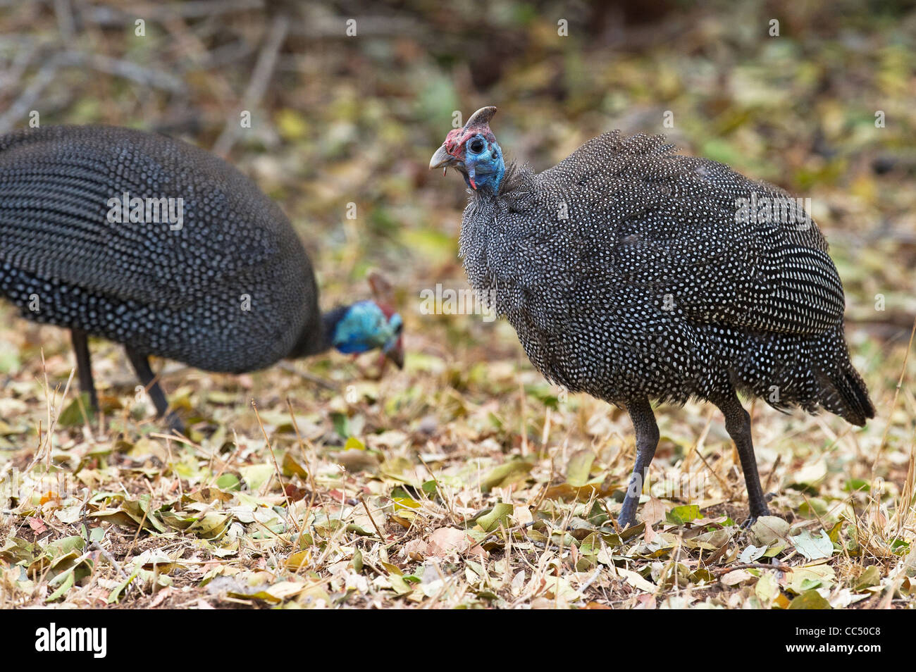 Helmeted Guineafowl foraging for food Stock Photo - Alamy