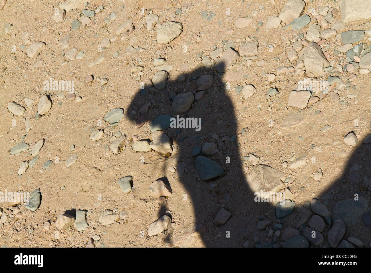 Camel shadow desert hi-res stock photography and images - Alamy