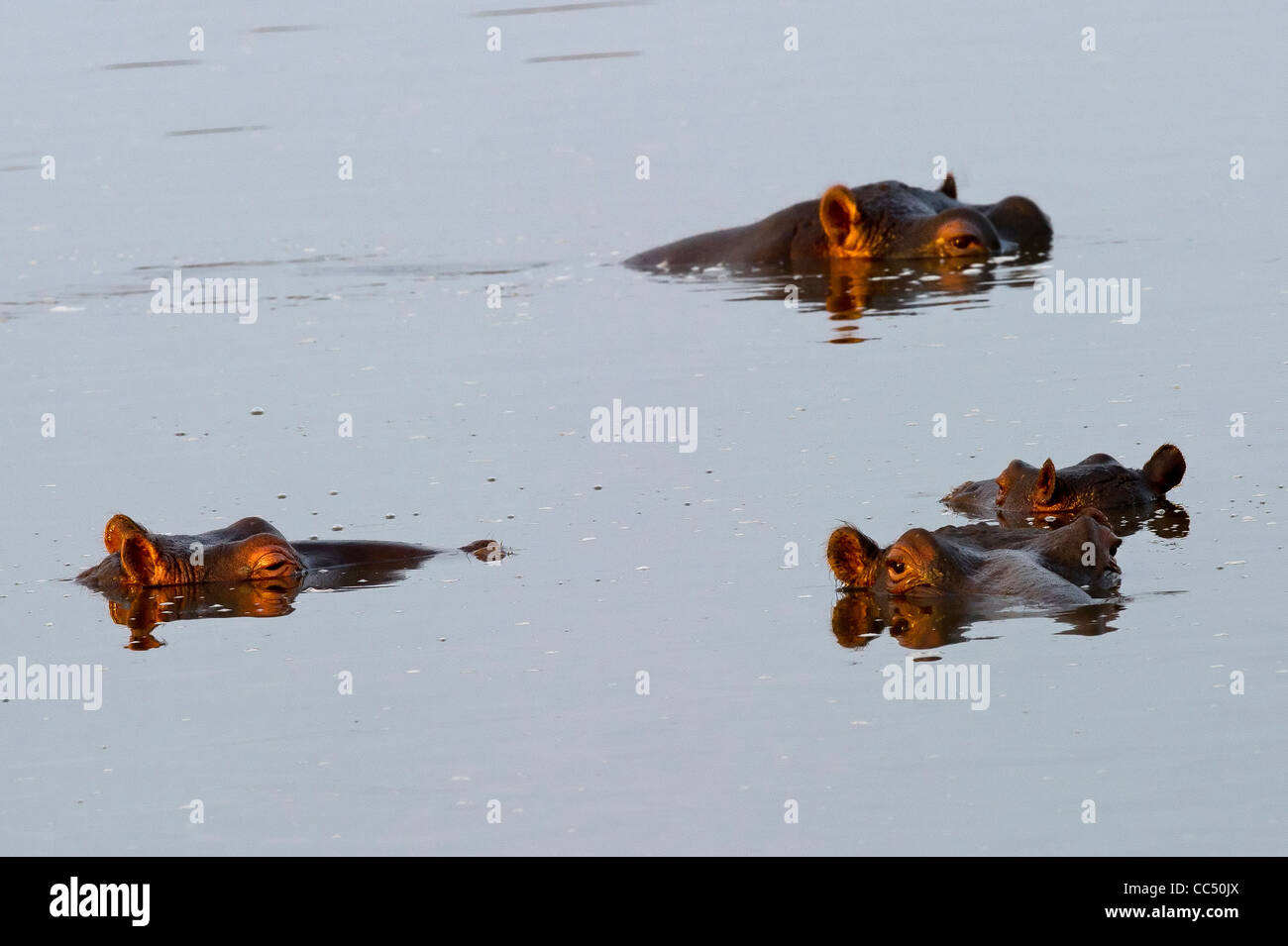 Four Hippos in a water hole Stock Photo - Alamy