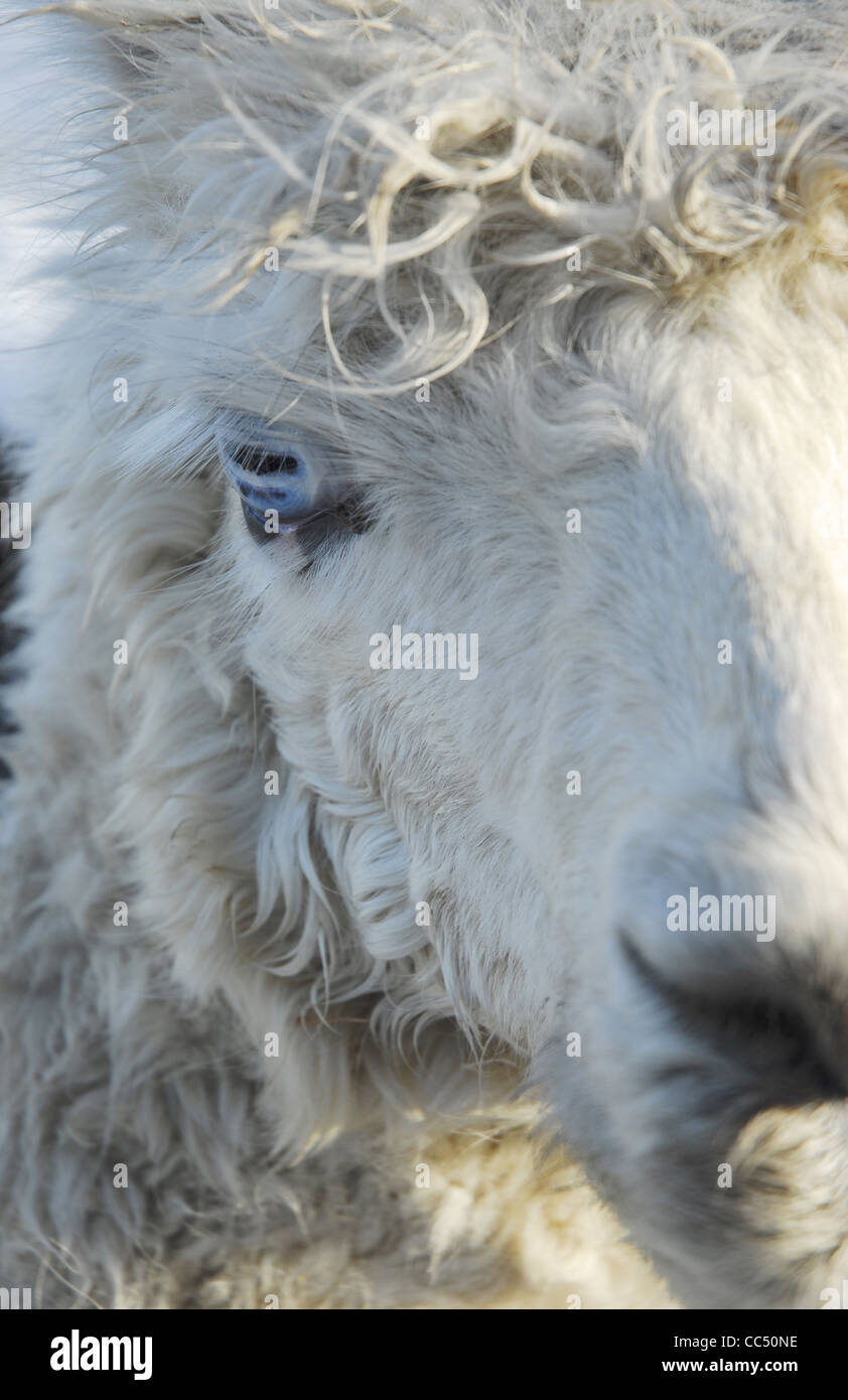 Close up alpaca eye hi-res stock photography and images - Alamy
