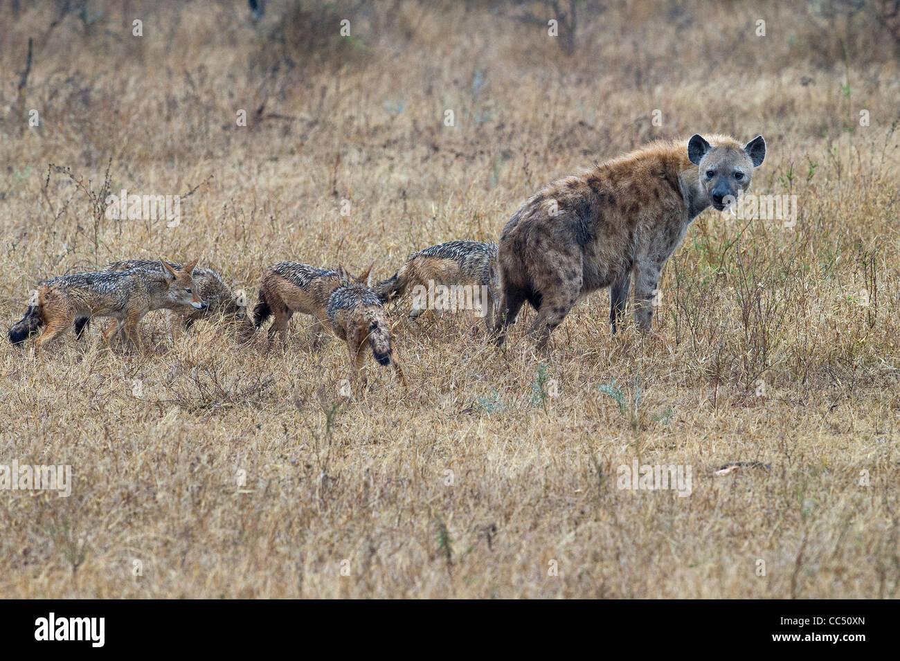 A Spotted Hyena fending off Black-backed Jackals Stock Photo - Alamy