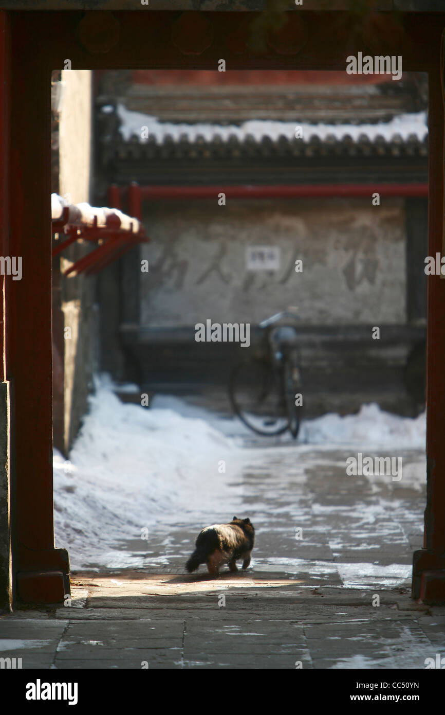 A cat walking in the Forbidden City, Beijing, China Stock Photo - Alamy