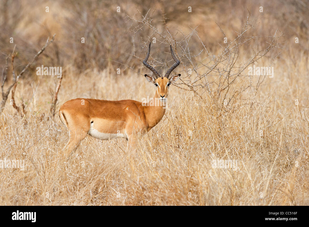 Profile of impala hi-res stock photography and images - Alamy