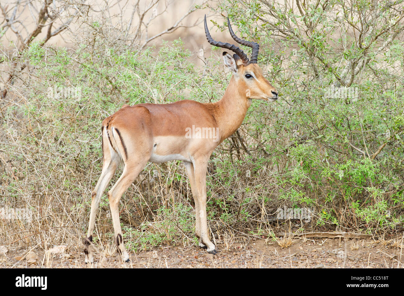 Profile of impala hi-res stock photography and images - Alamy