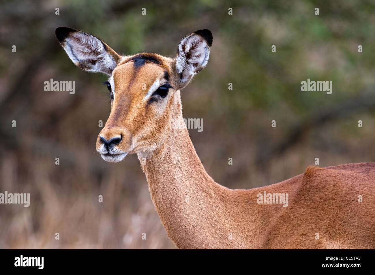 Portrait of a female Impala Stock Photo - Alamy