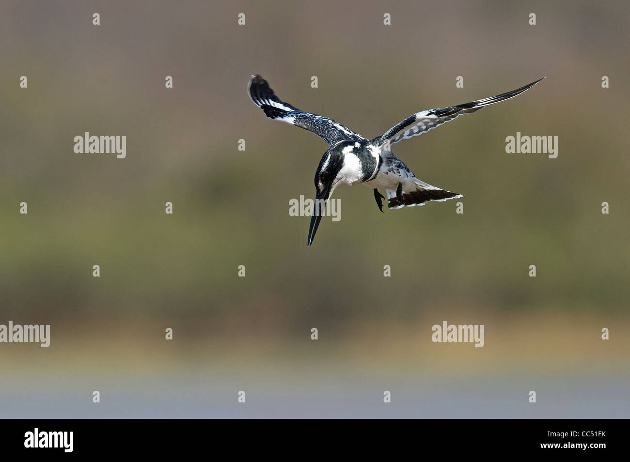 A Pied Kingfisher hovering, looking for fish Stock Photo - Alamy