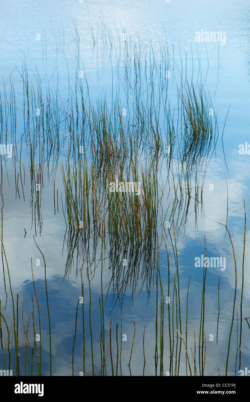 Reeds in Gougane Barra Lake in Gougane Barra Forest Park, County Cork ...
