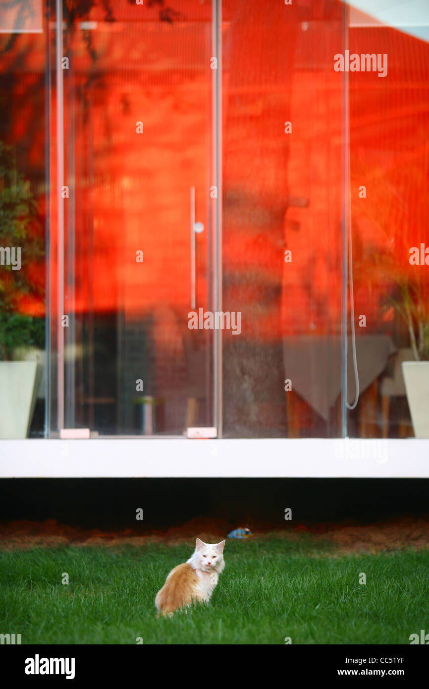 Cat in restaurant window hi-res stock photography and images - Alamy