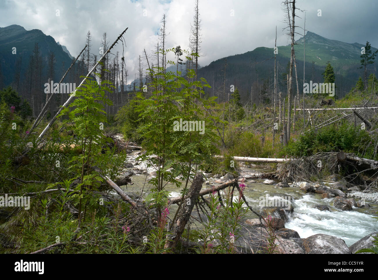 Forest regrowth after storm hi-res stock photography and images - Alamy
