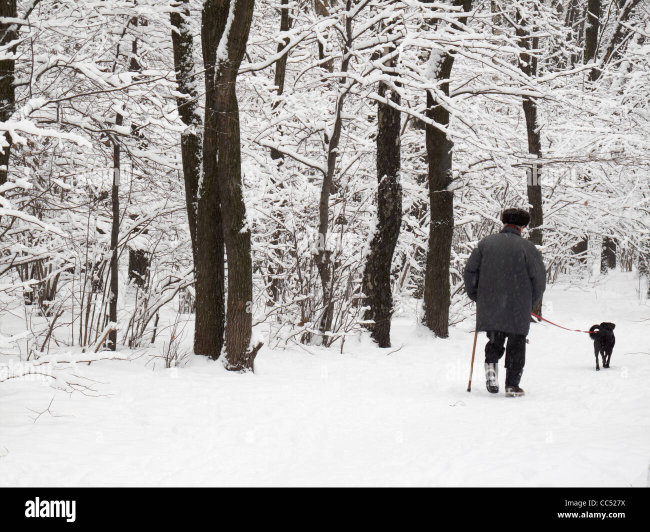 Senior man walking with his dog in Bitsevski Park (Bitsa Park) after a ...