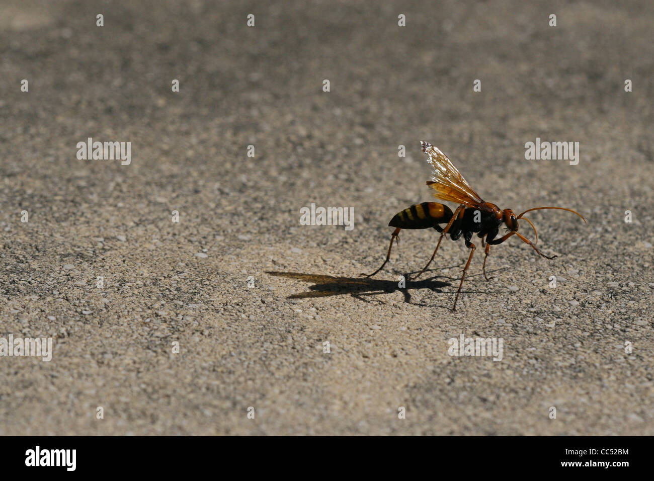 Spider Eating Wasp Cryptocheilus comparatus taken in Southern France ...