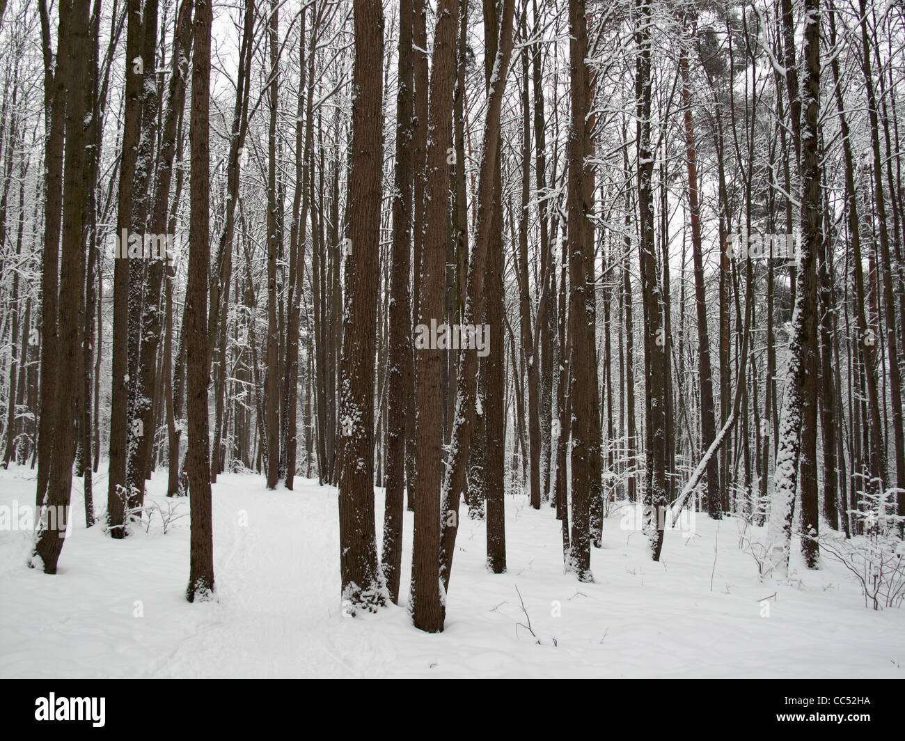 Bitsevski Park (Bitsa Park) in winter after a heavy snowfall. Moscow ...