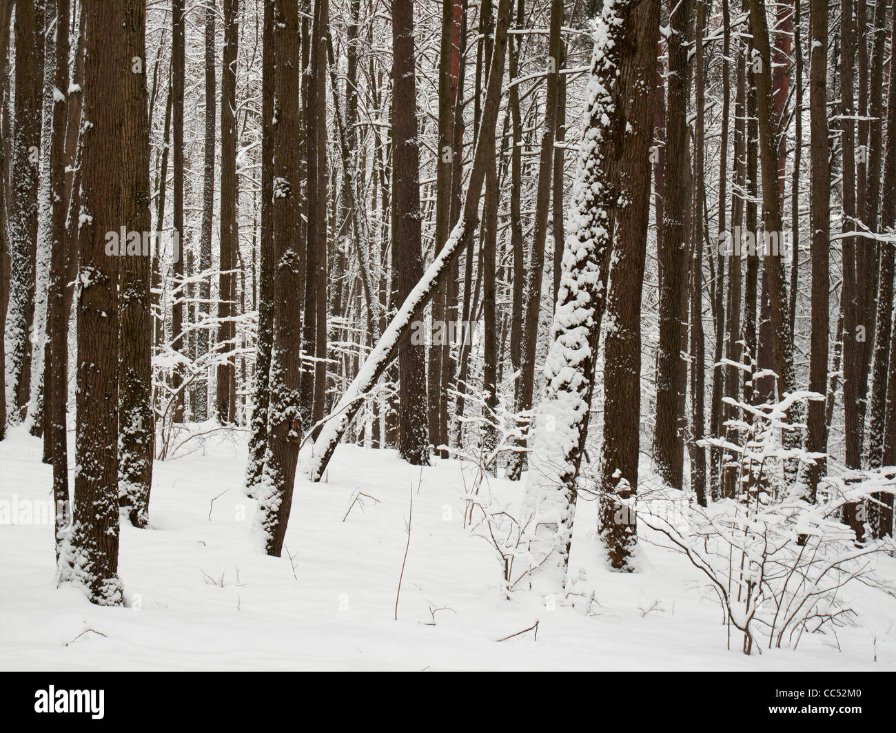 Bitsevski Park (Bitsa Park) in winter after a heavy snowfall. Moscow ...